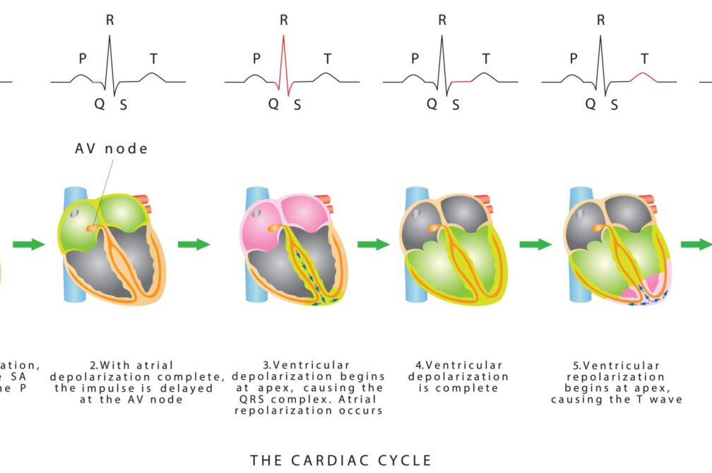 Belmatt – CPD Healthcare Training - Belmatt